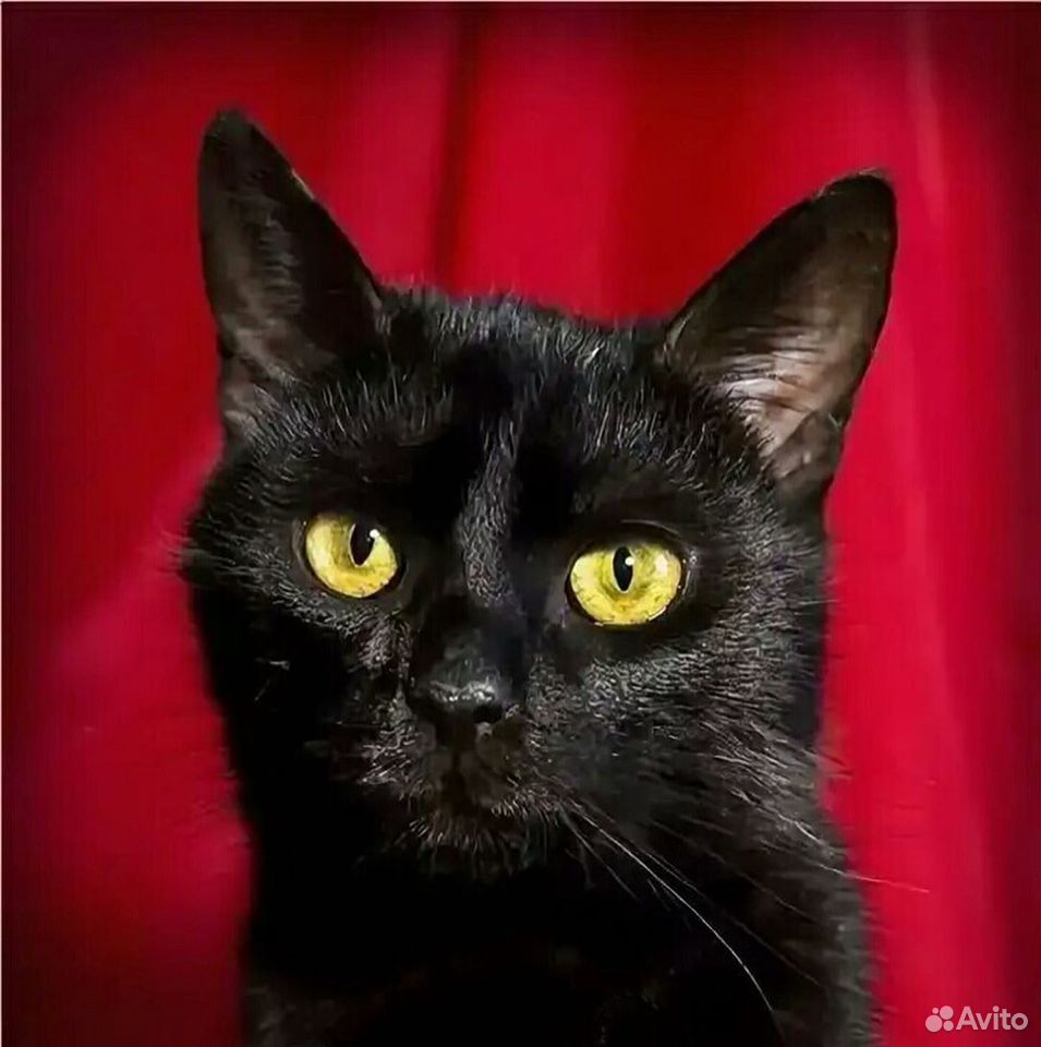 Супер ласковая, контактная ласкуша Мурча в дар