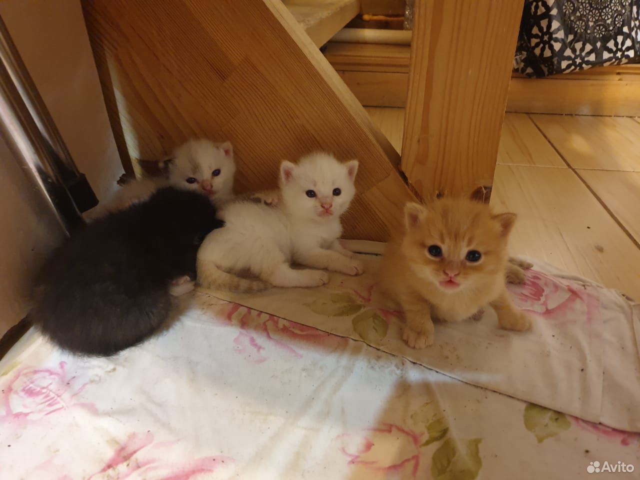 Котята