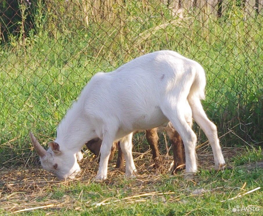 Козлята (козлики и козочка)