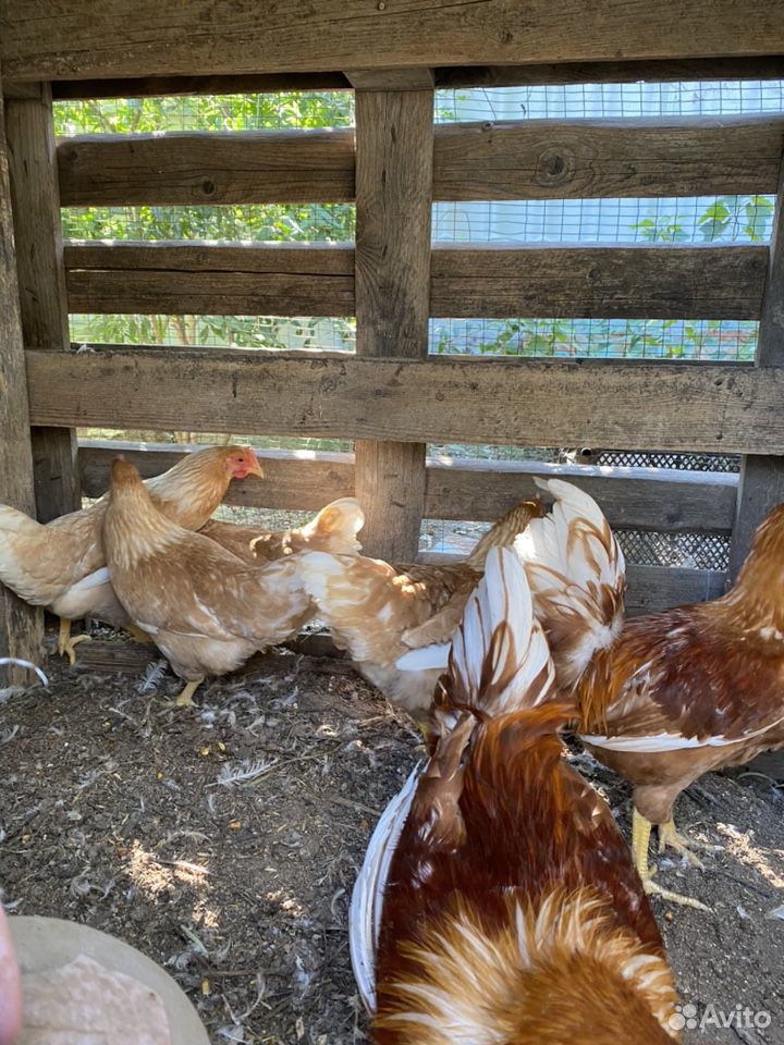 Мини мясные палевые