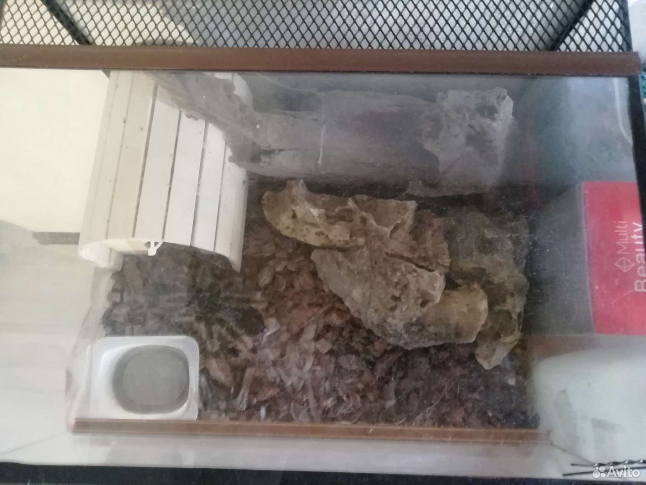 Птицеед с террариумом