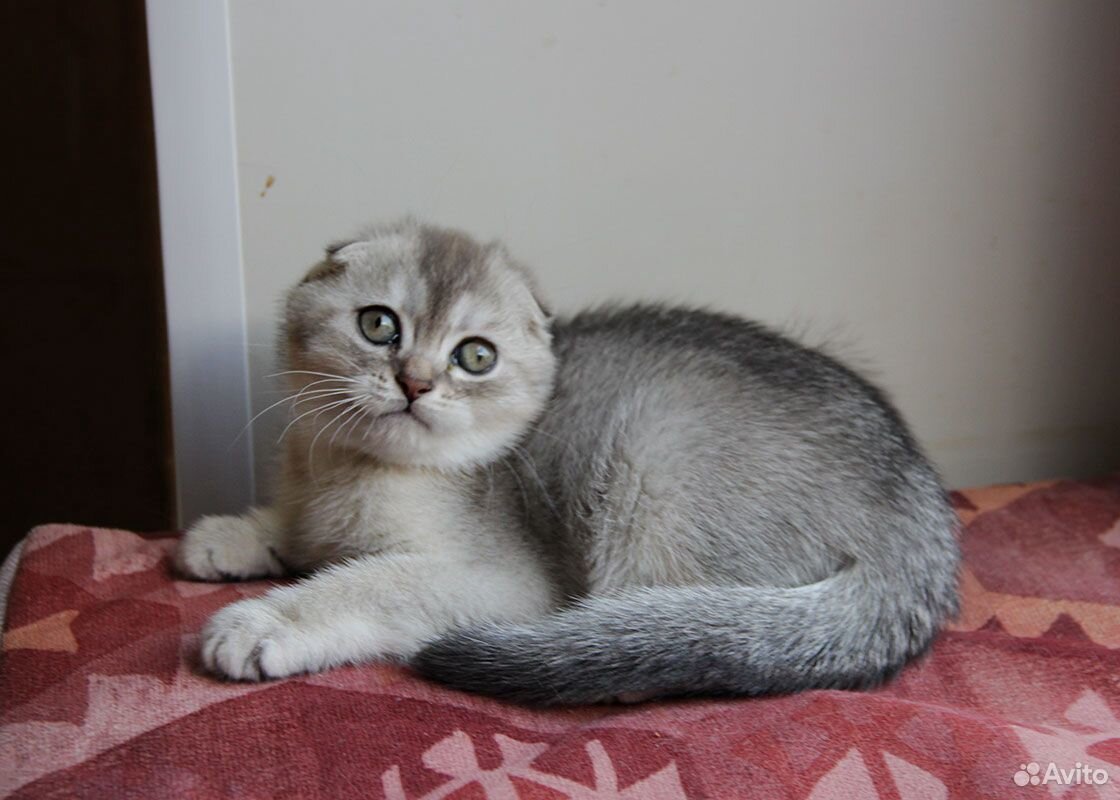 Серебристый тикированный котик