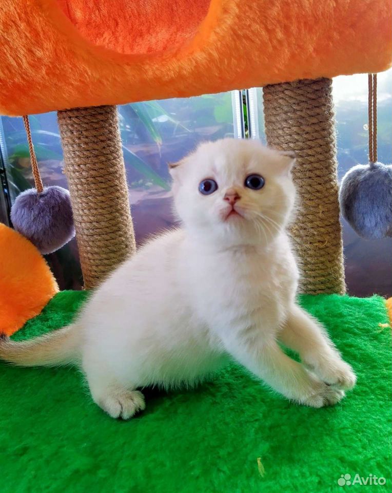 Золотая колорная кошечка