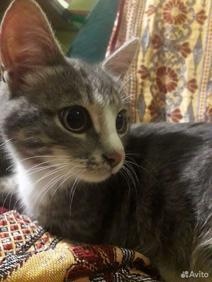 Котик в хорошые руки