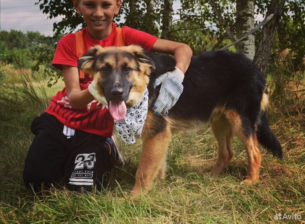 Щенок Портос 7 мес из приюта в дар