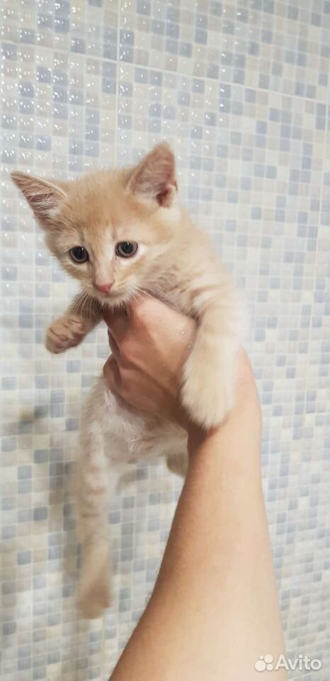 Котенок