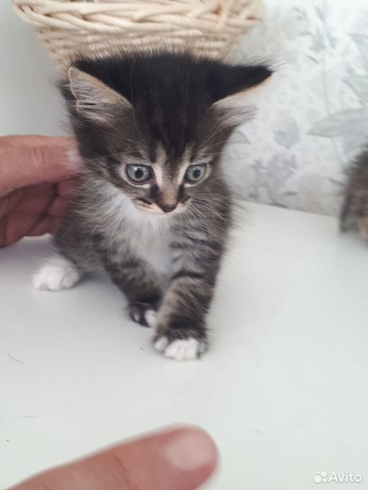Котенок 1месяц