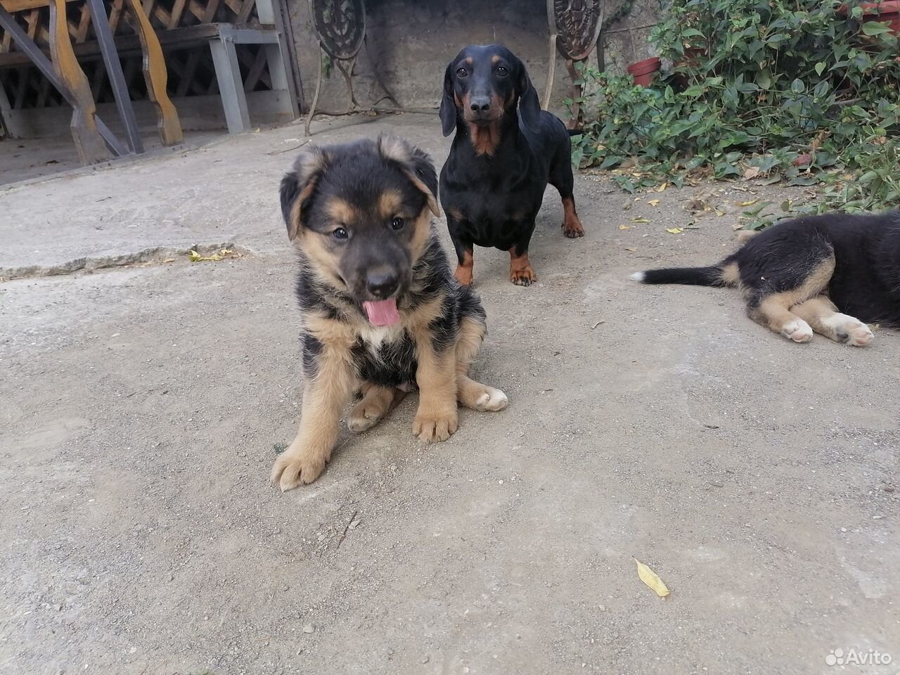 Отдадим в добрые руки