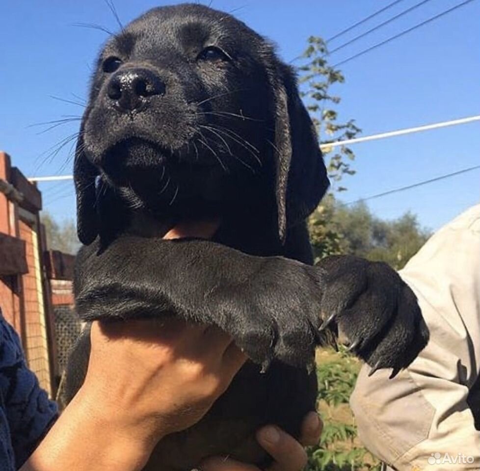 Мартин ищет дом