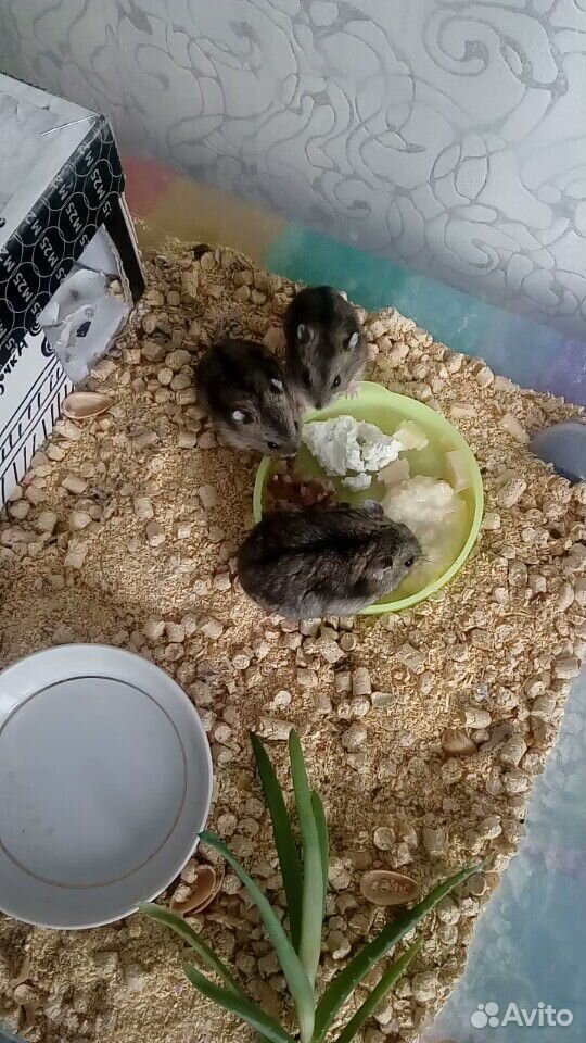 Джунгарские хомячки