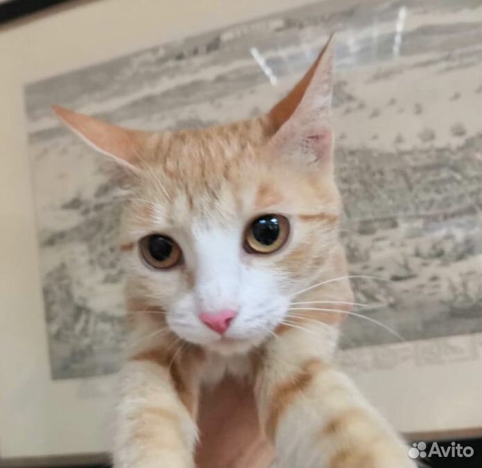 Рыженькая девочка ищет семью