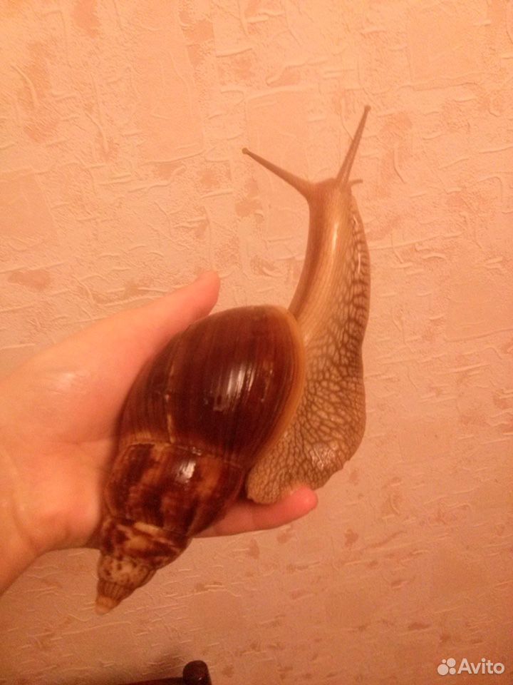 Улитка косметологическая