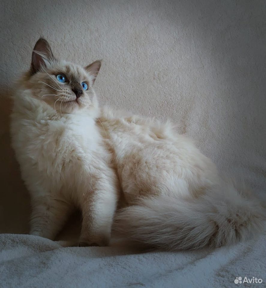 Невский маскарадный котенок