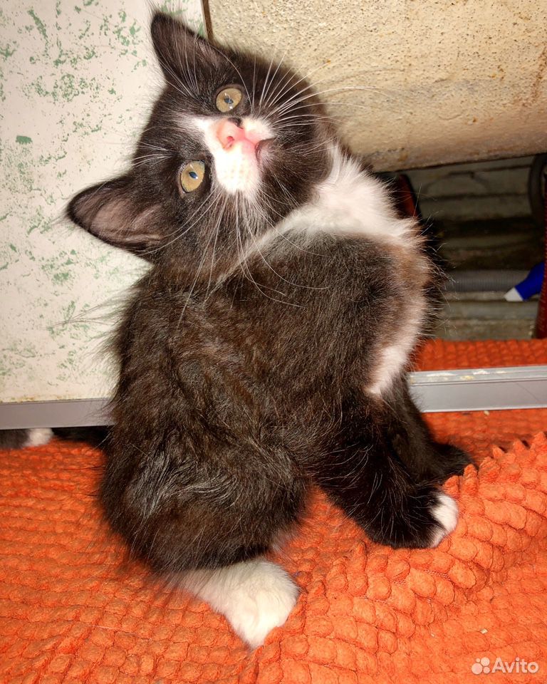 Котик полтора месяца