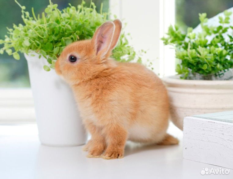 Декоративный кролик