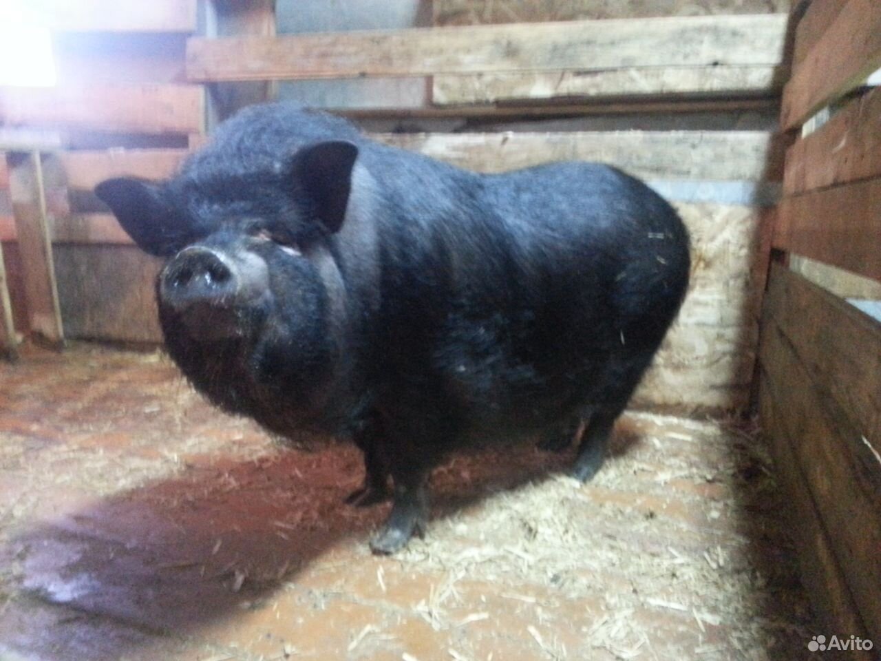 Вьетнамская вислобрюхая свиноматка