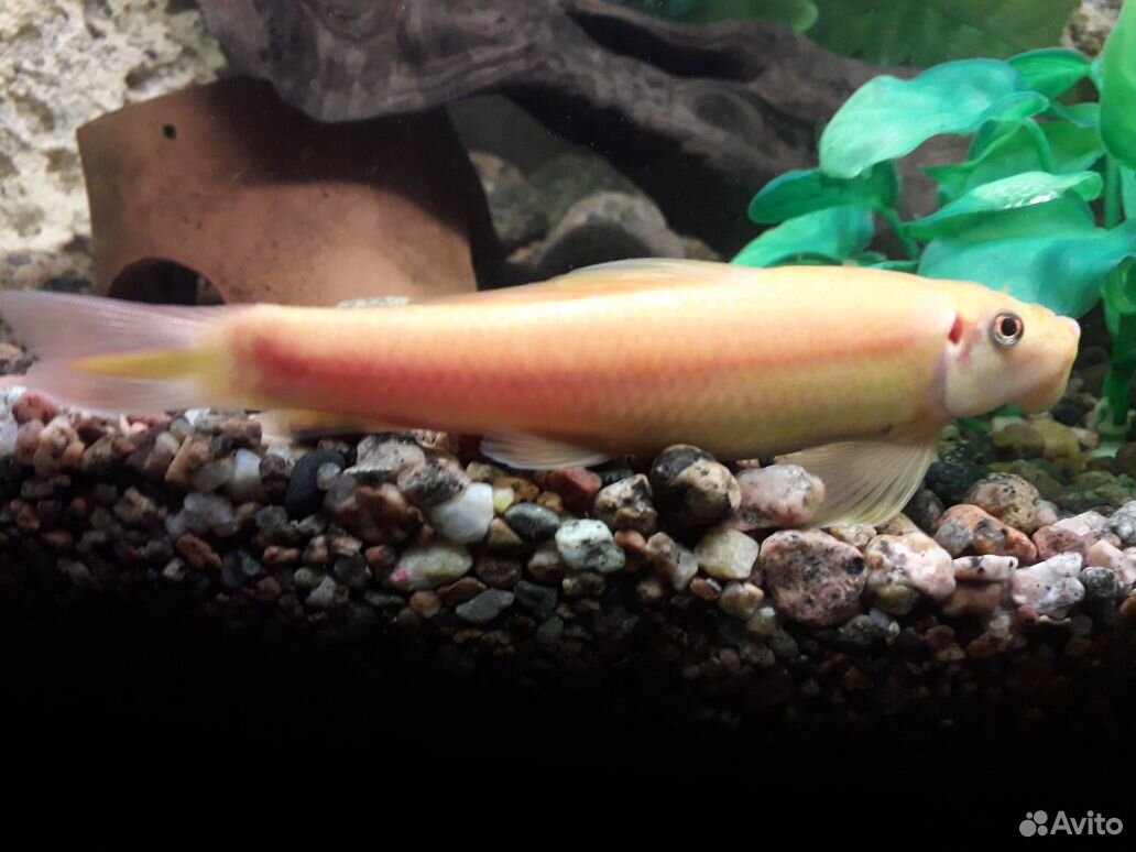 Гиринохейлус золотой