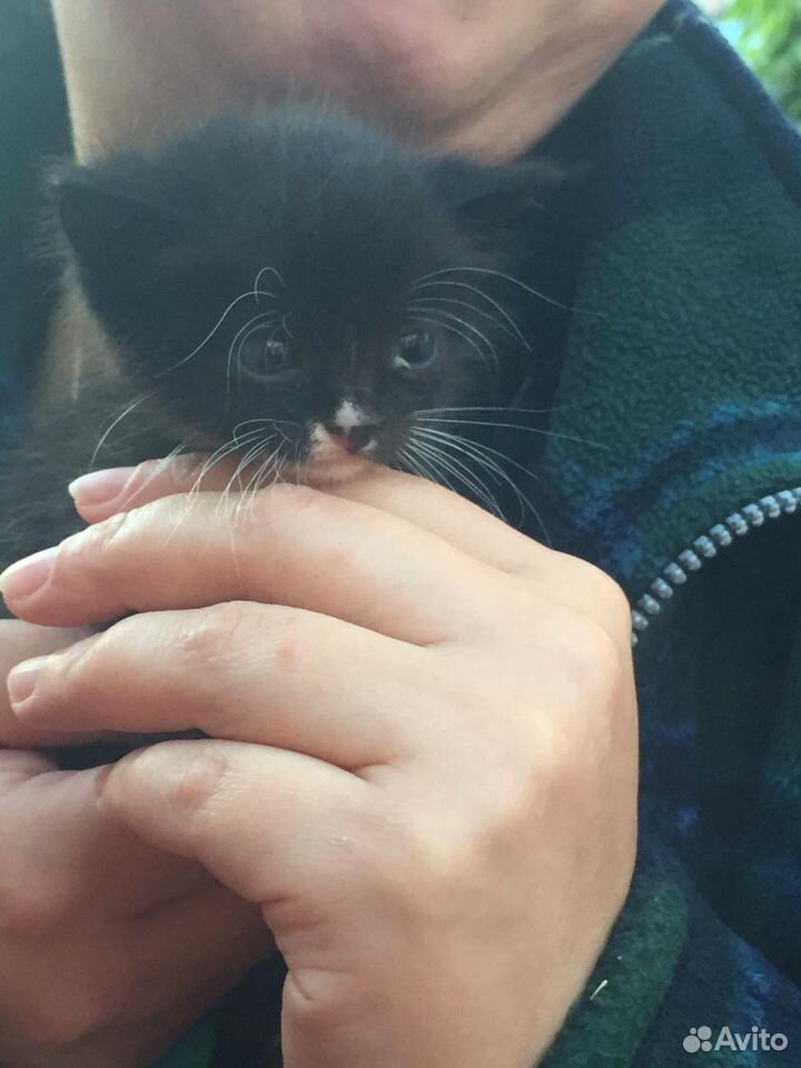 Котенок Сажик добрый и ласковый