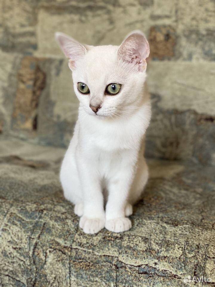 Кошечка породы Бурмилла