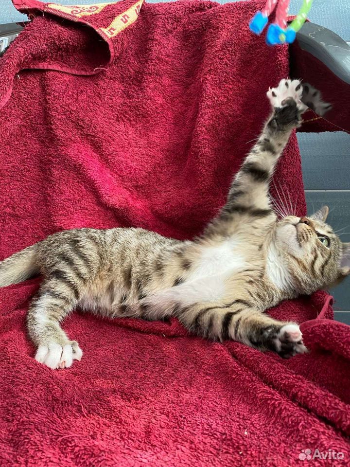 Котенок окрас вискас