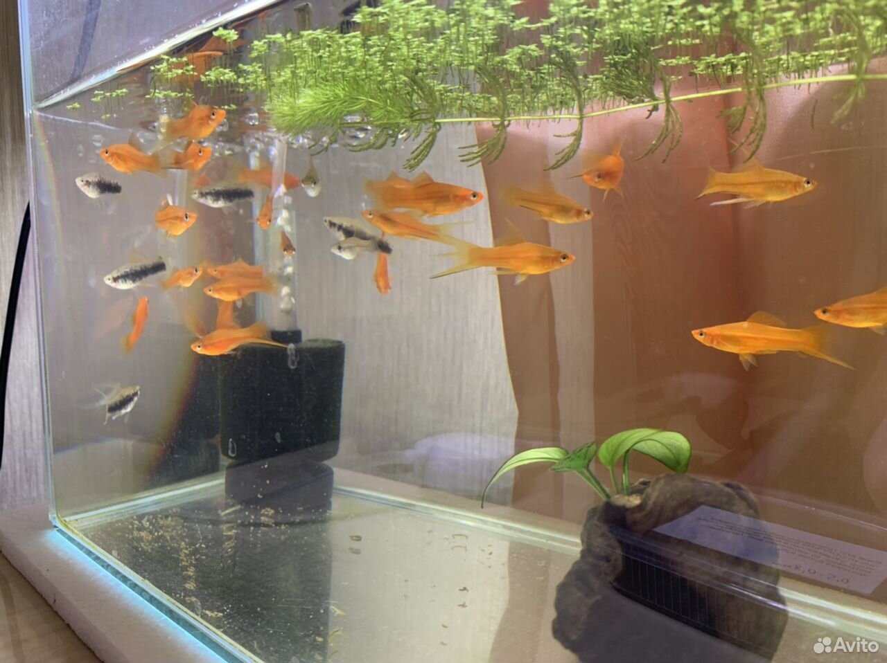 Меченосцы вильчатые