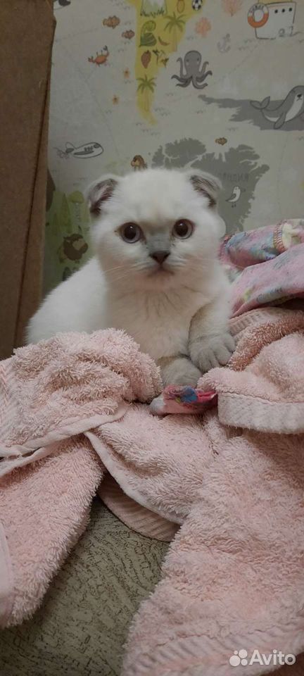 Поинтовый мальчик фолд