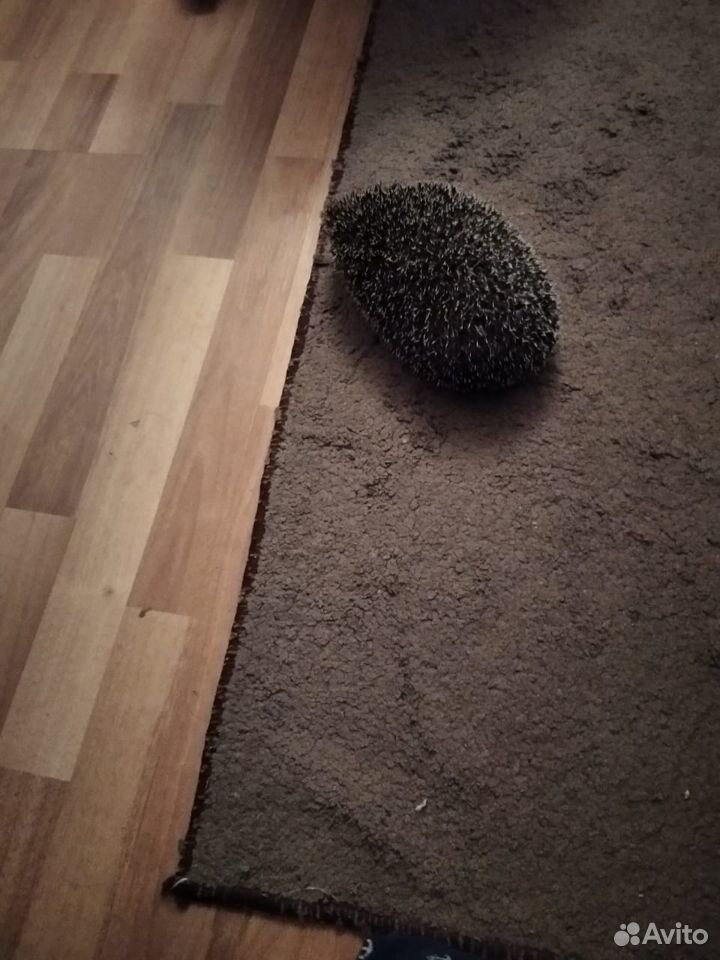 Отдам ежа в хорошие руки бесплатно