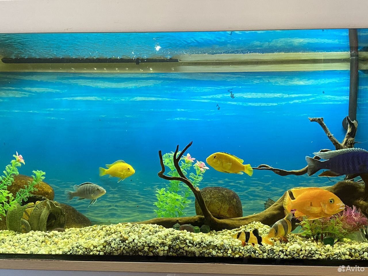 Аквариум eheim 180л+ внешний фильтр