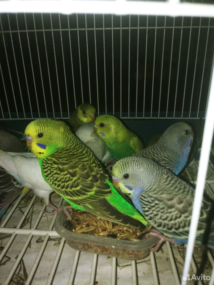 Попугай малыши