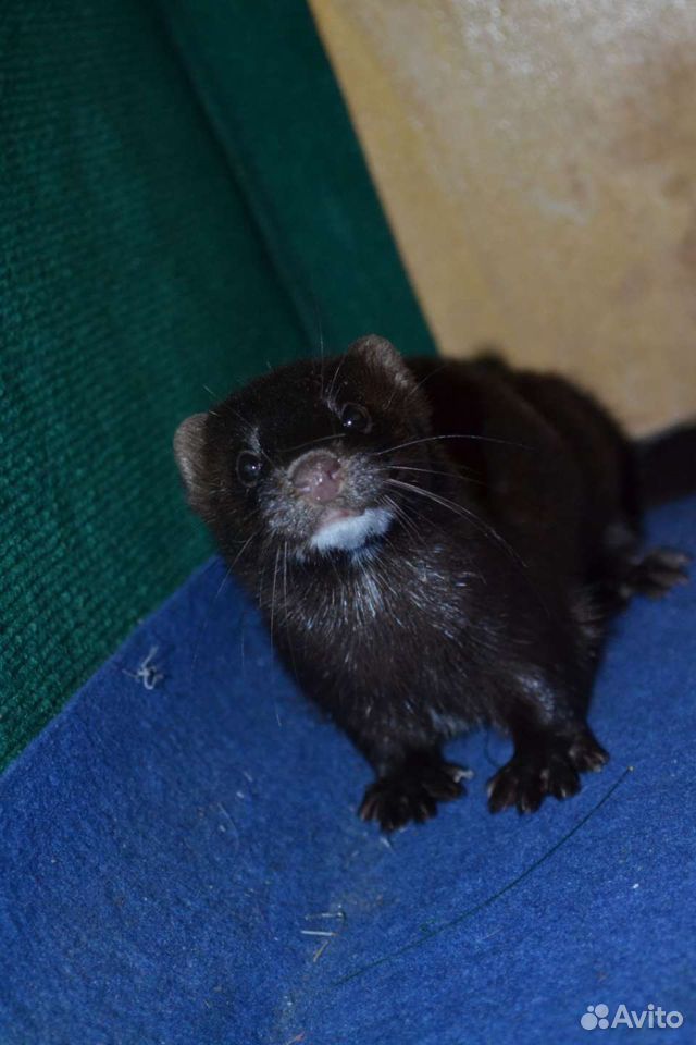 Норка Американская