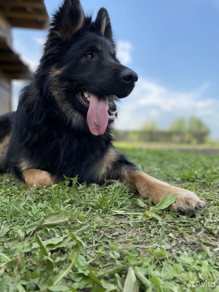 Вязка кобеля