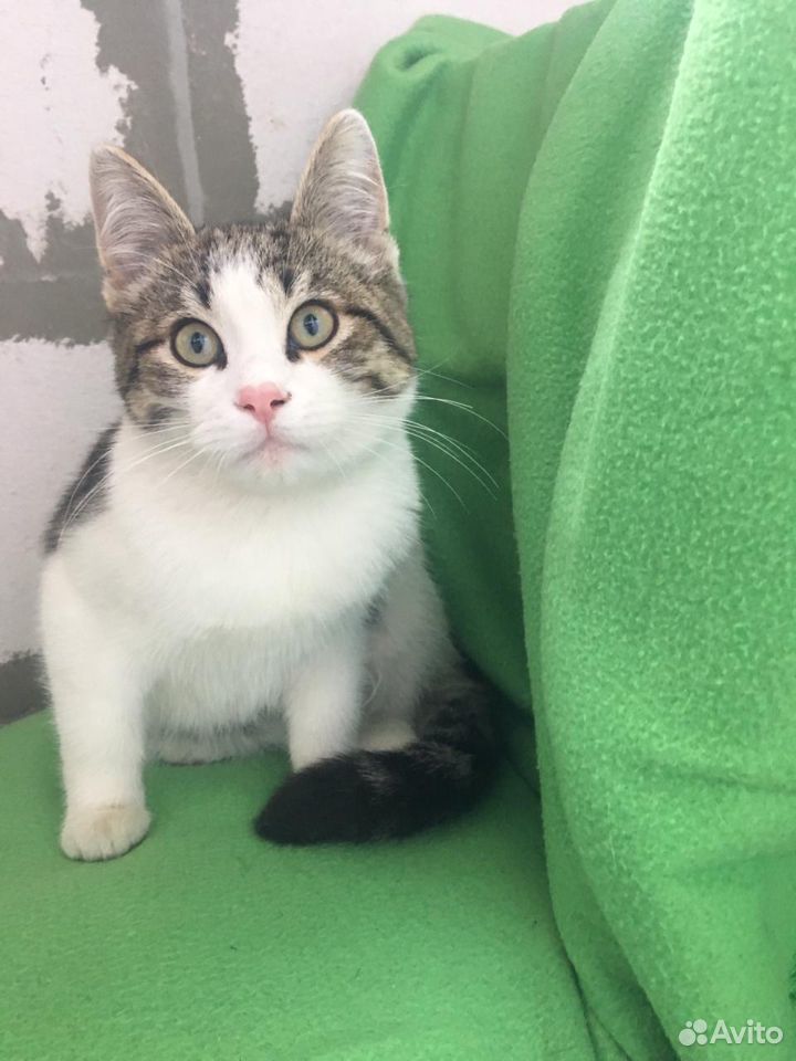 Котенок в добрые руки
