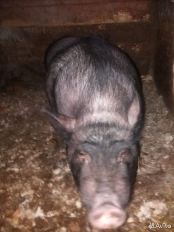 Свиноматка огуленная