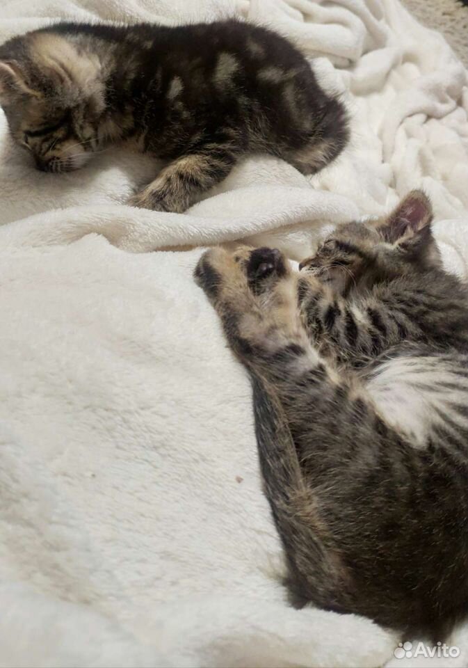 Котята