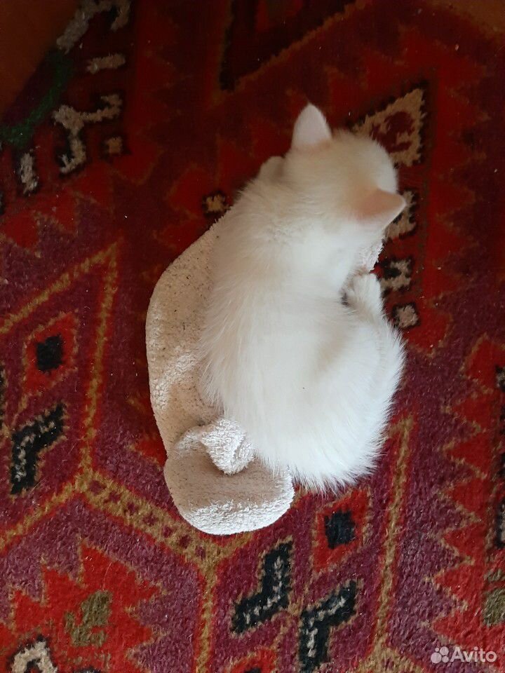 Кошка
