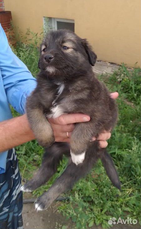 Щенки крепыши мальчики