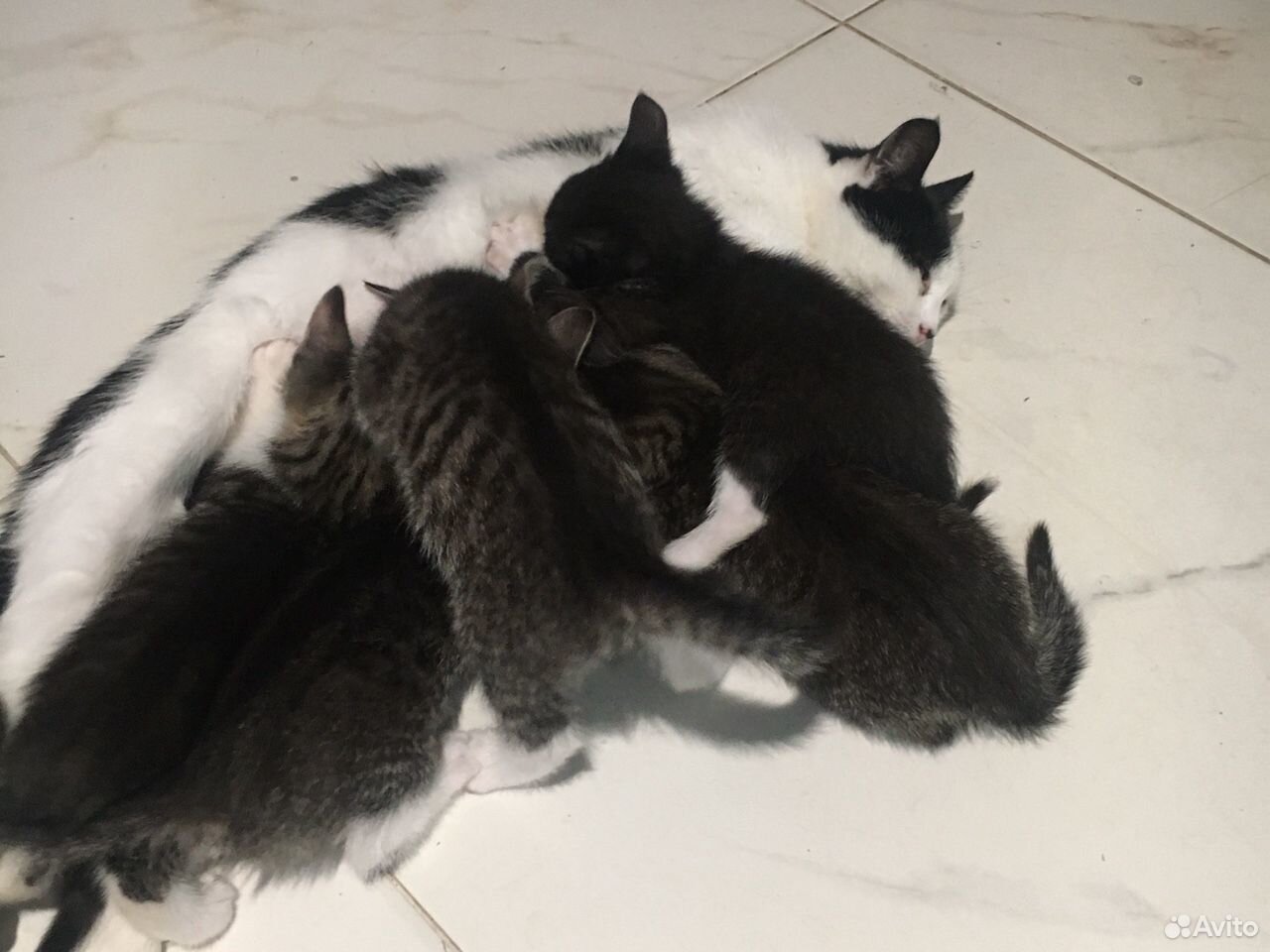Котята