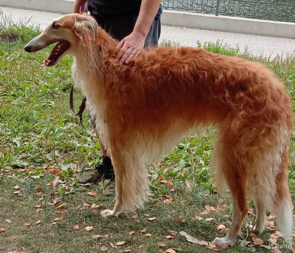 Борзая найдена