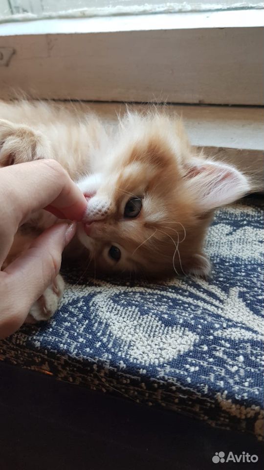 Котята мальчик и девочка