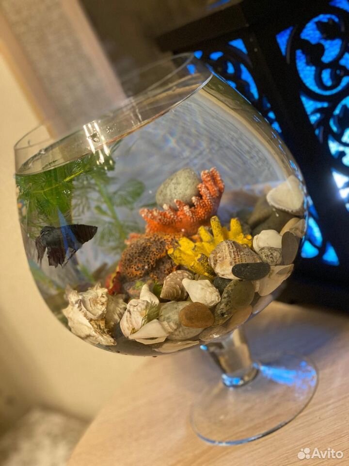Аквариум + Петушок