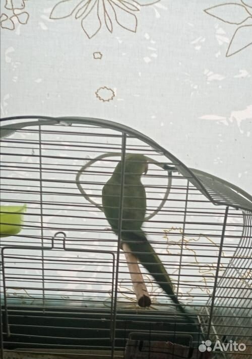 Попугай ожереловый