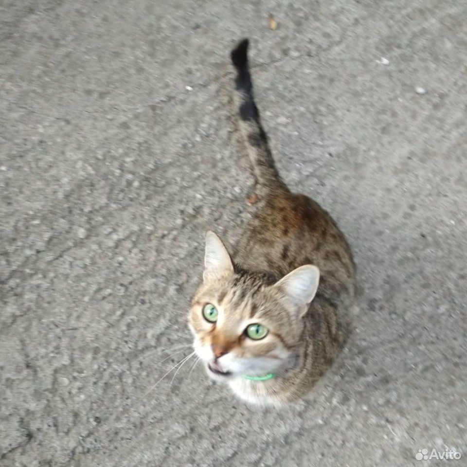 Кошечка-мышеловка