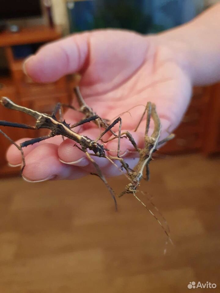 Палочник анамский