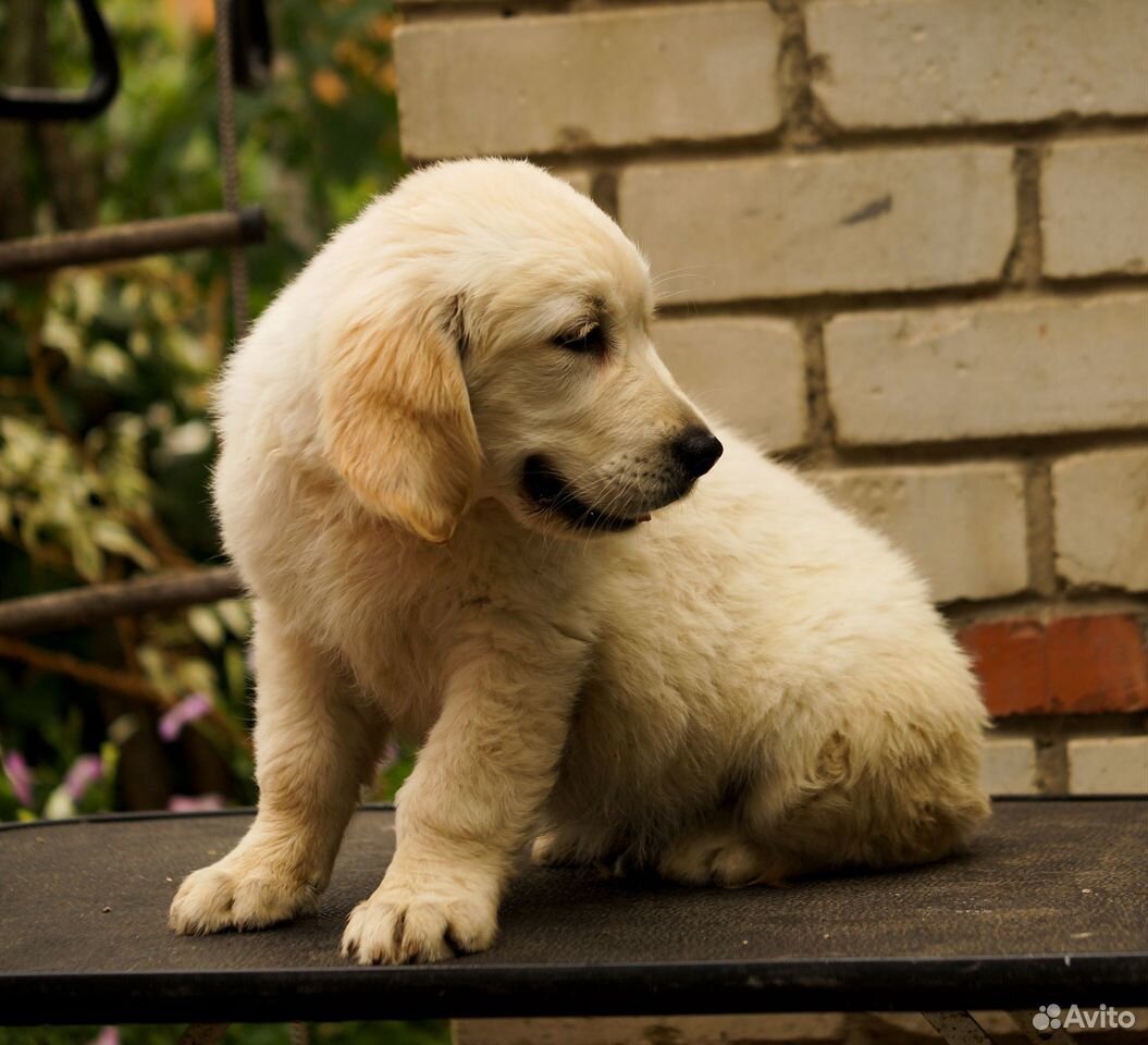 Золотистый ретривер девочка