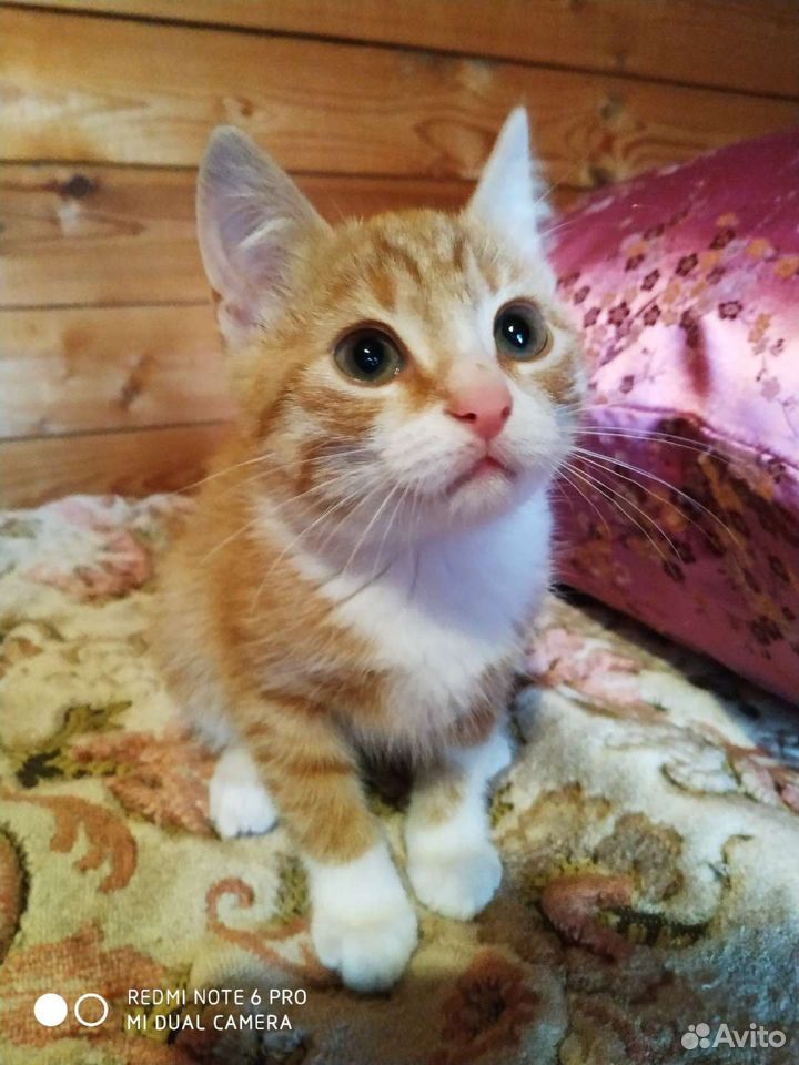 Рыжики в дар