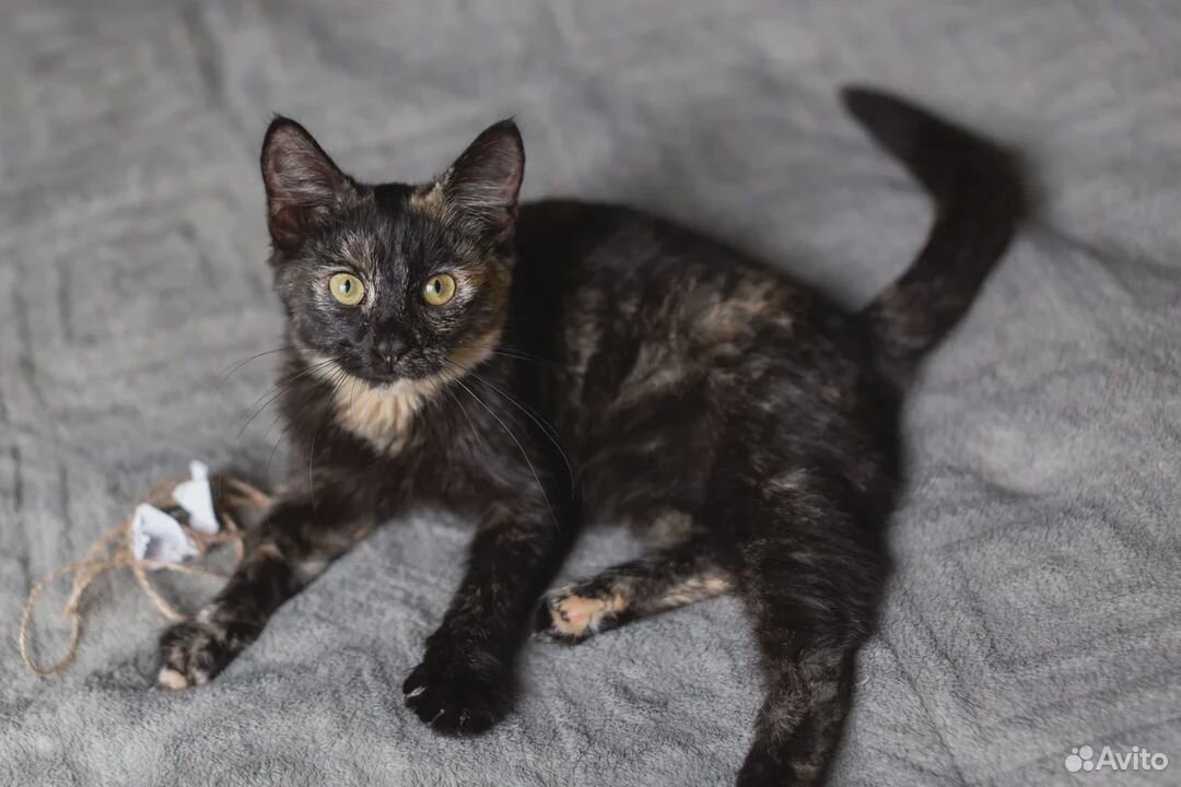 Котята 4мес Элис и Элвис