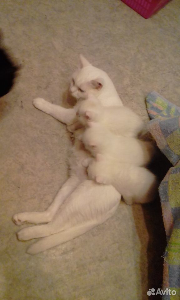 Котята - мальчики 1,2 мес