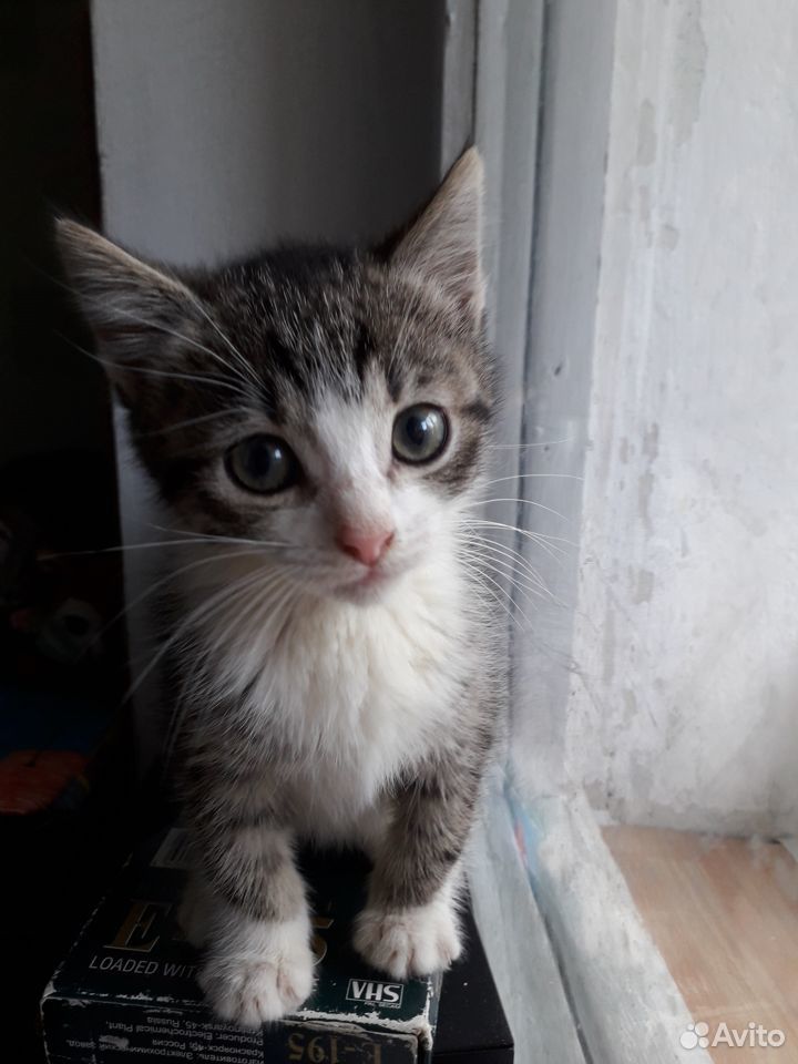 Масик,2,5 месяца