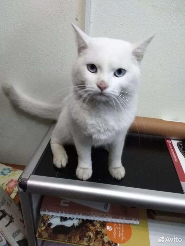 Белоснежный котик в дар