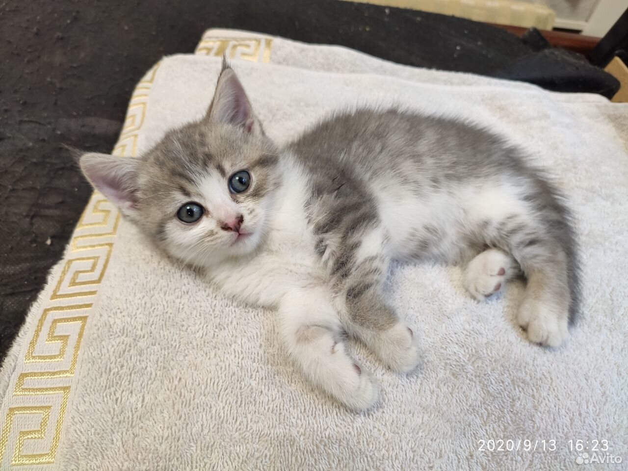 Котик от мамы британки